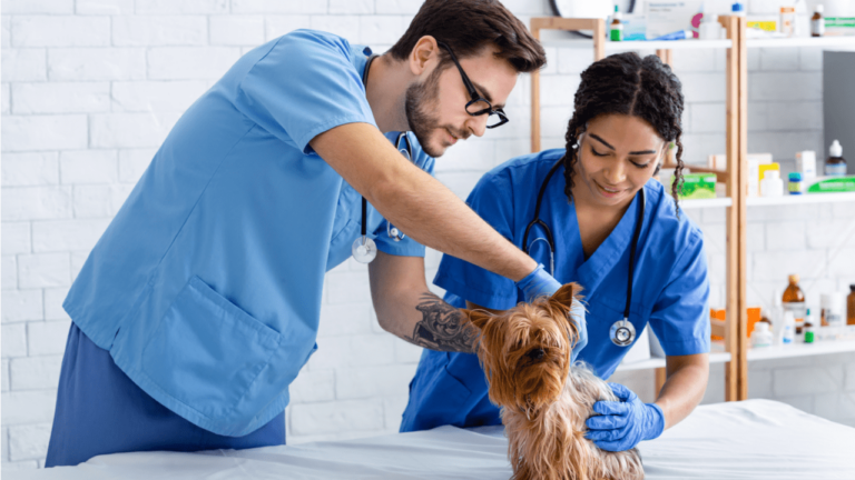 Study Veterinary Medicine in Canada - Eligibility, Fees & Process for ...